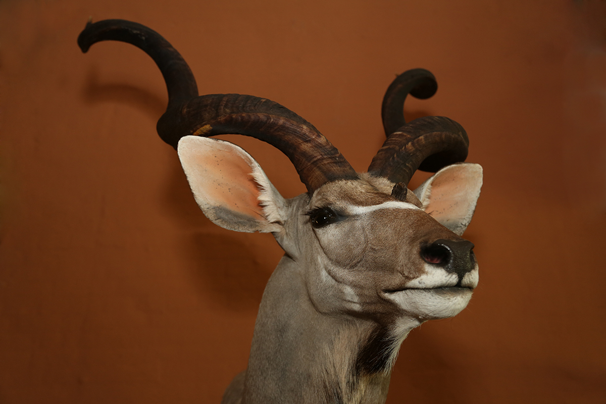 Kudu